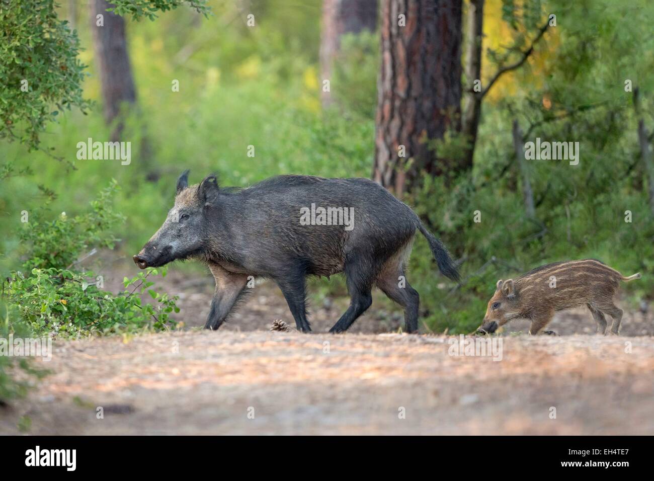 France, Vendee, Notre Dame de Monts, Wild boar and baby (Sus scrofa ...