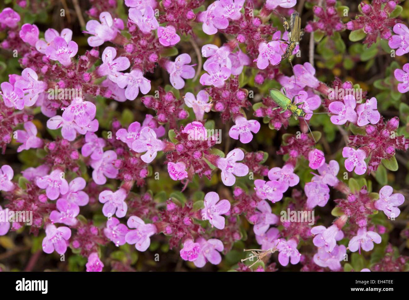 France, Vendee, Notre Dame de Monts, Couchet thyme, (Thymus praecox ...
