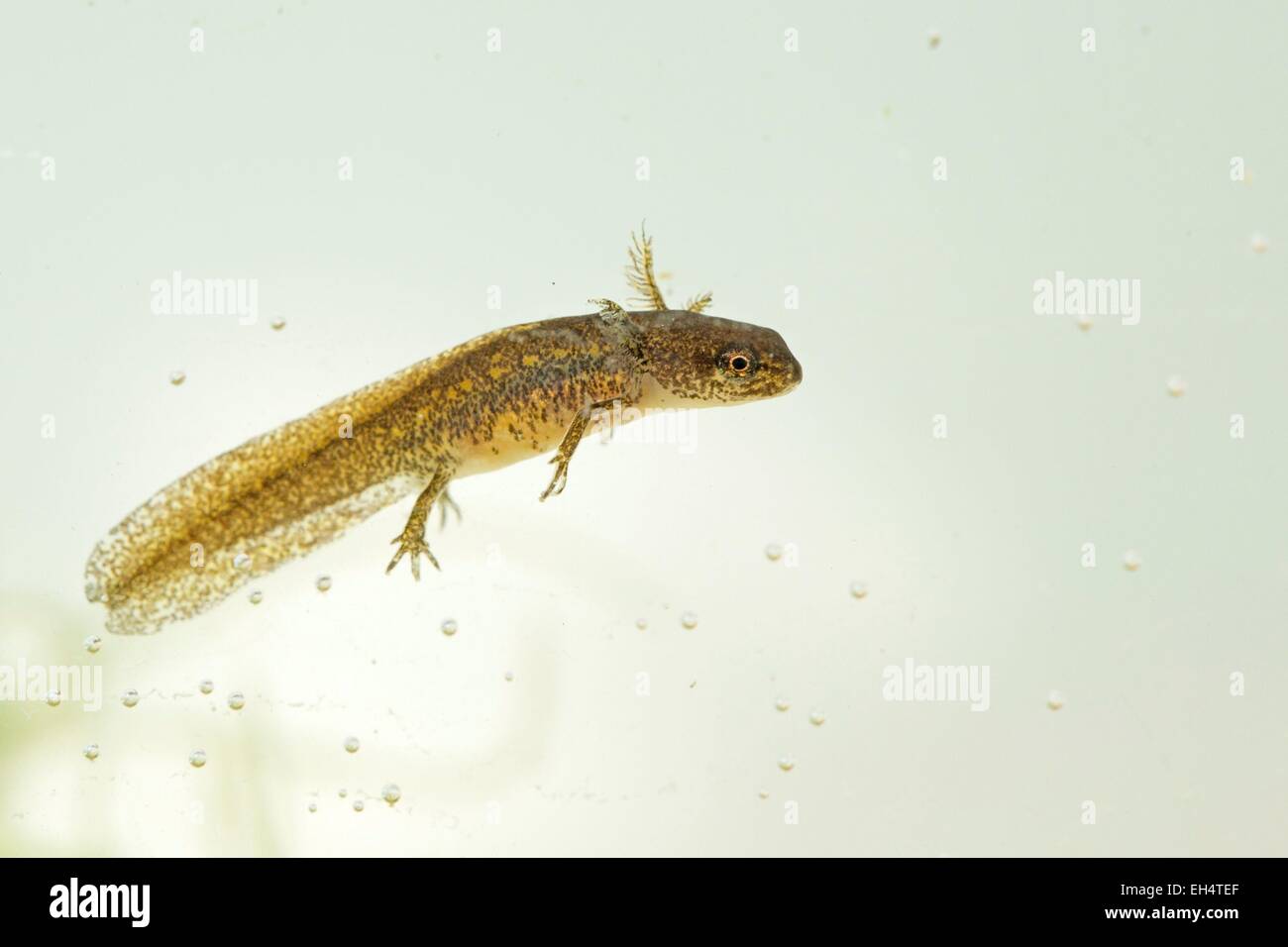 Larva de newt hi-res stock photography and images - Alamy