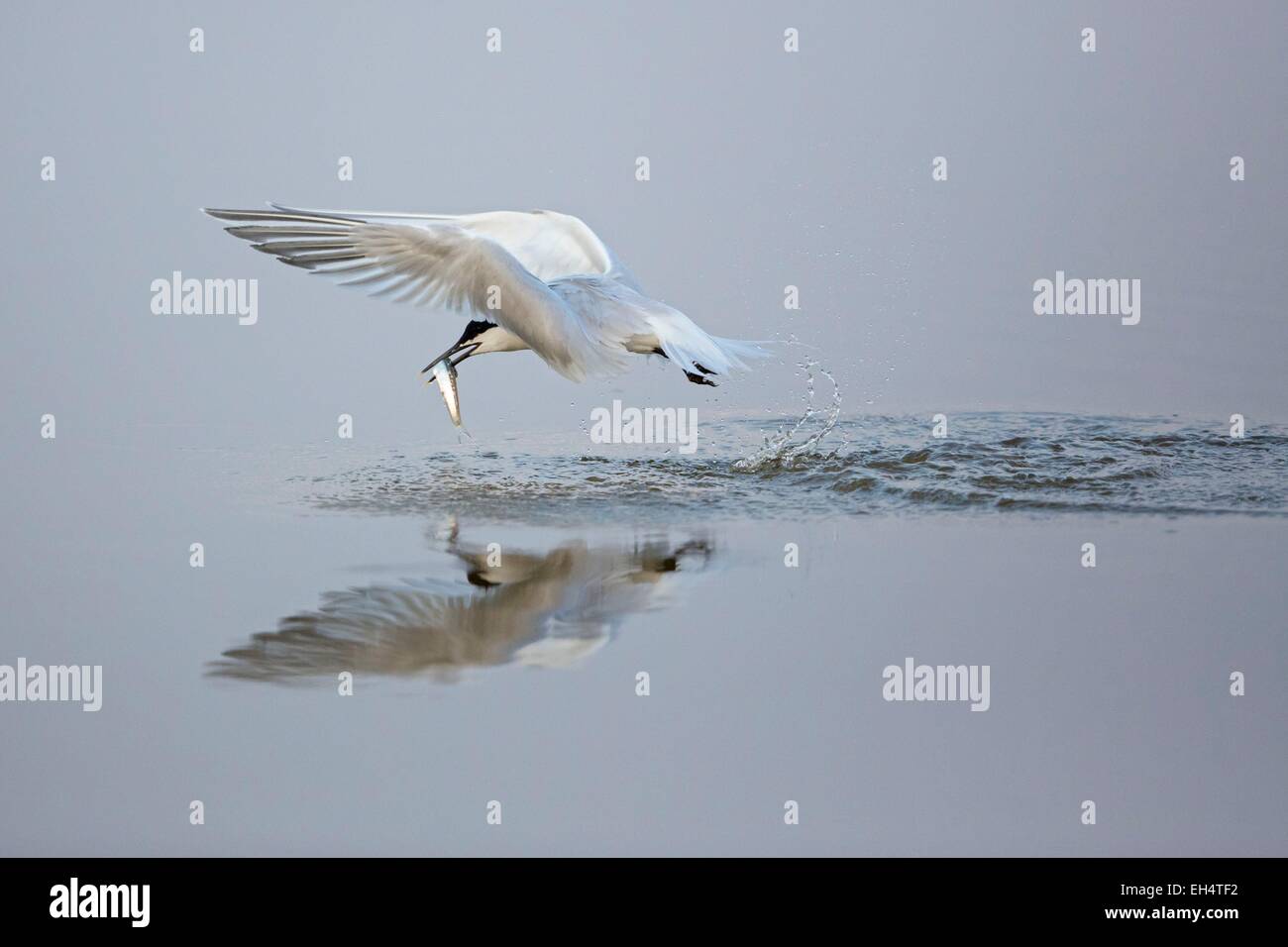 See sterne hi-res stock photography and images - Alamy