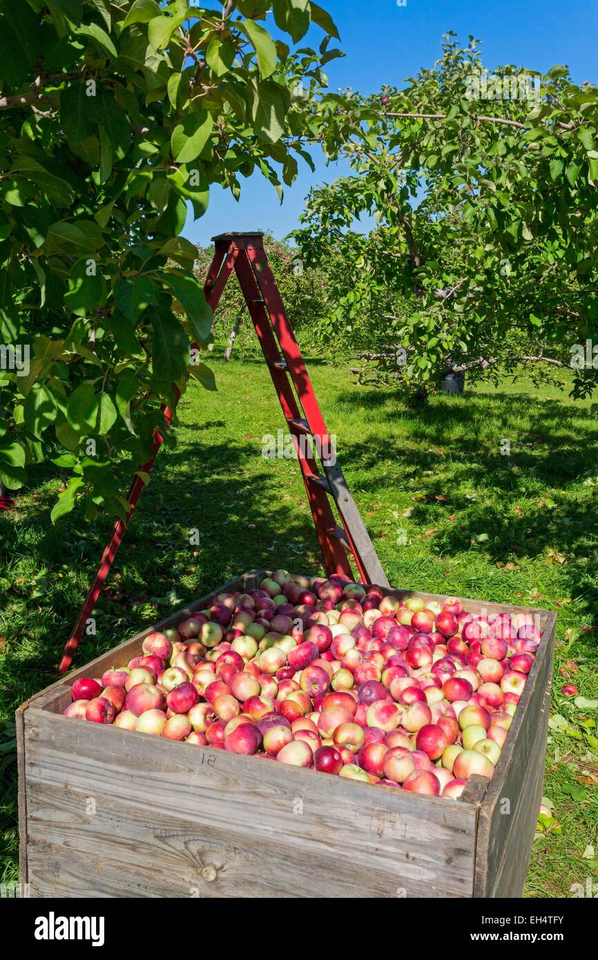 The picking of fruits hi-res stock photography and images - Alamy