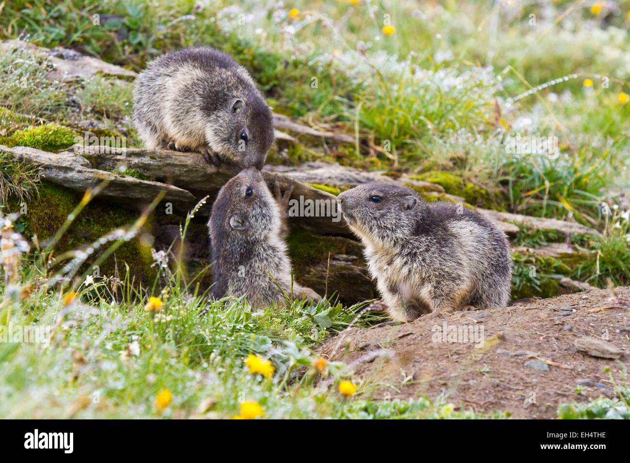 Marmottons hi-res stock photography and images - Alamy