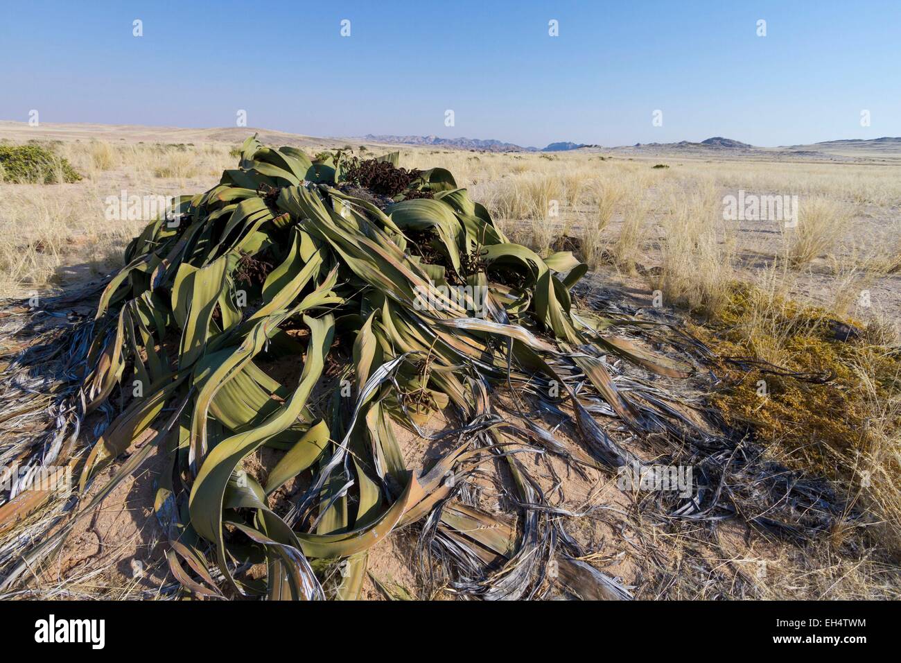 Namibia, Erongo region, near Swakopmund, Namib desert, Namib Naukluft ...
