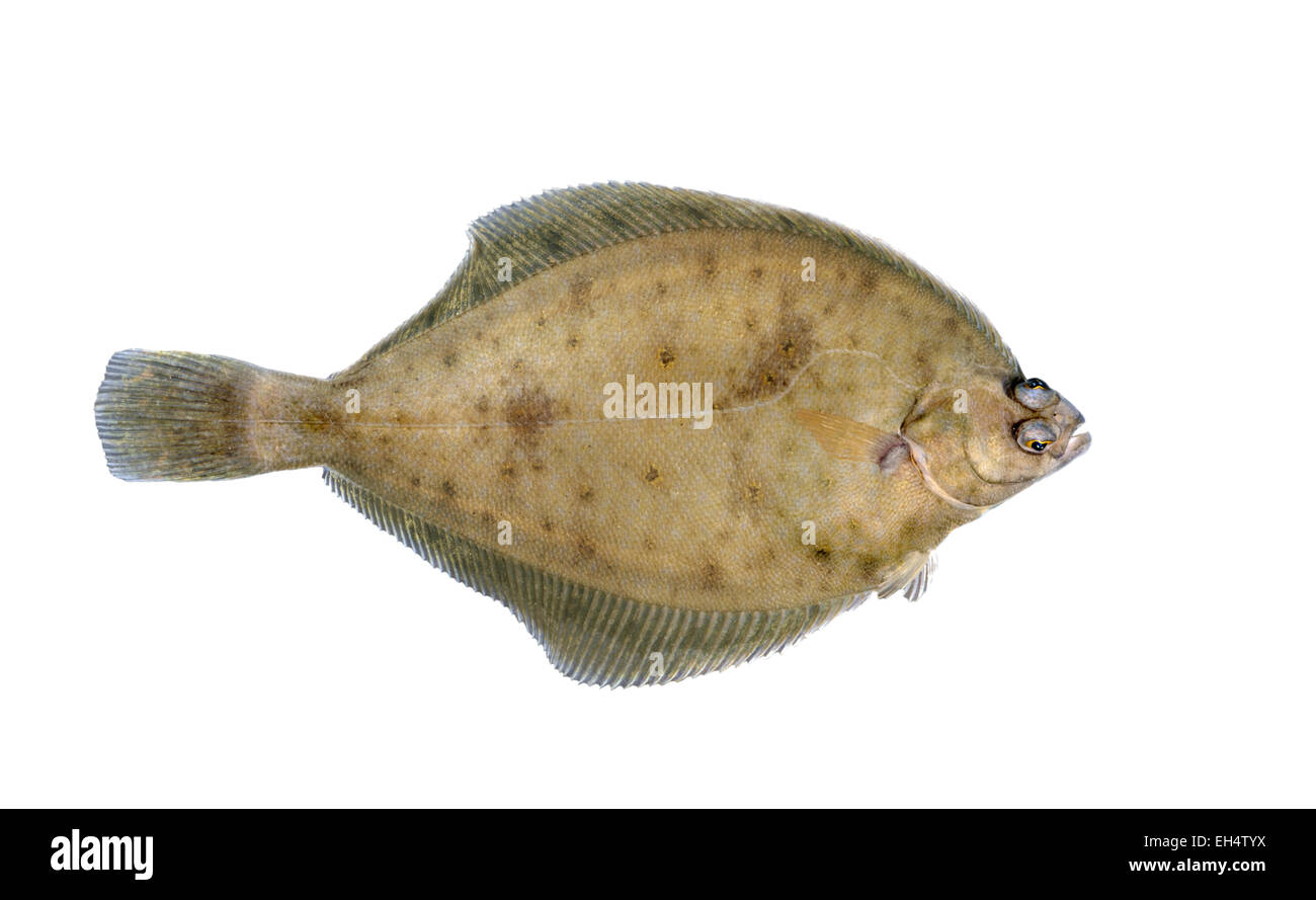Dab - Limanda limanda Stock Photo - Alamy