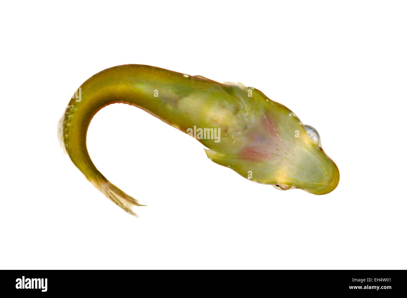 Clingfish High Resolution Stock Photography and Images - Alamy