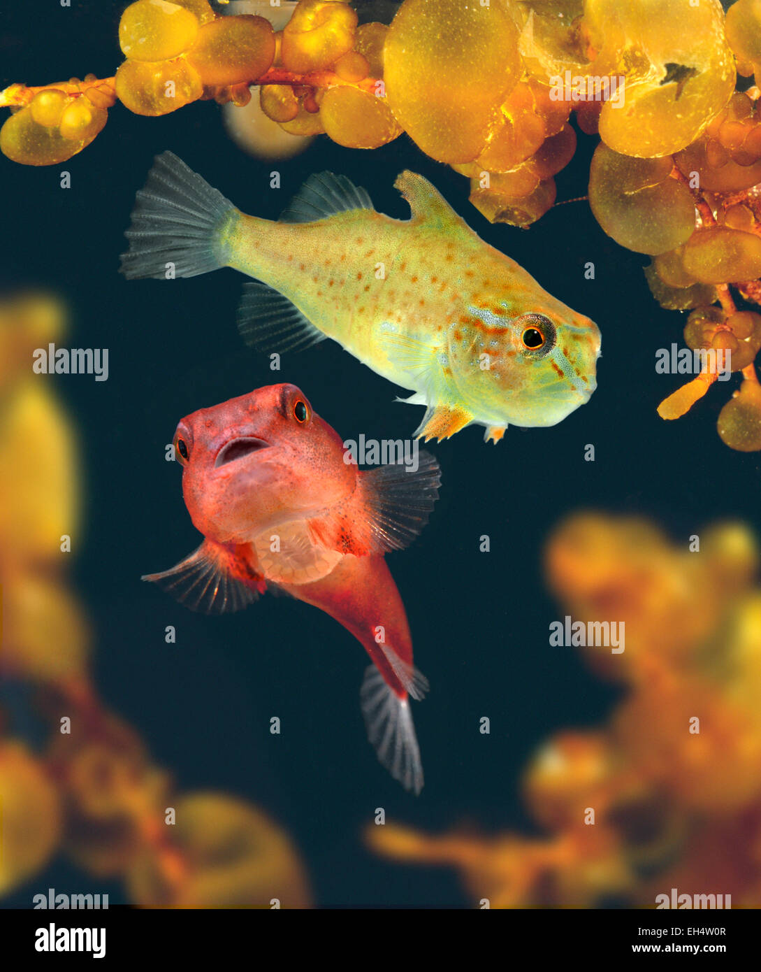 Lumpsucker Fish High Resolution Stock Photography and Images - Alamy