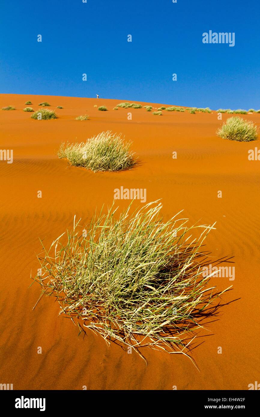 Namibia, Hardap region, Namib desert, Namib Naukluft national park ...