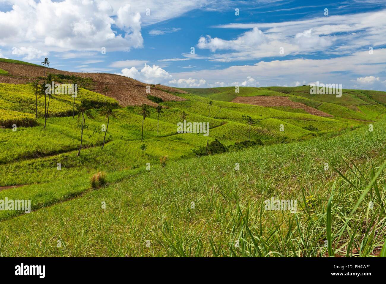 Cane sugar south africa hi-res stock photography and images - Alamy