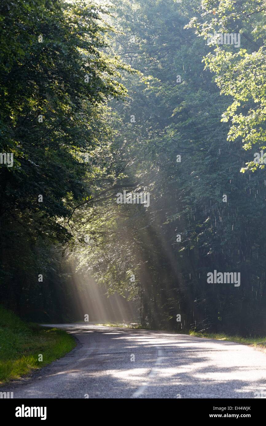 France, Saone et Loire, Anost, shaft of sun in the forest, Parc Naturel ...