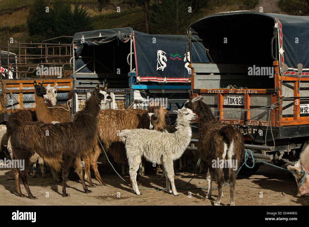 Llamas ecuador hi-res stock photography and images - Alamy