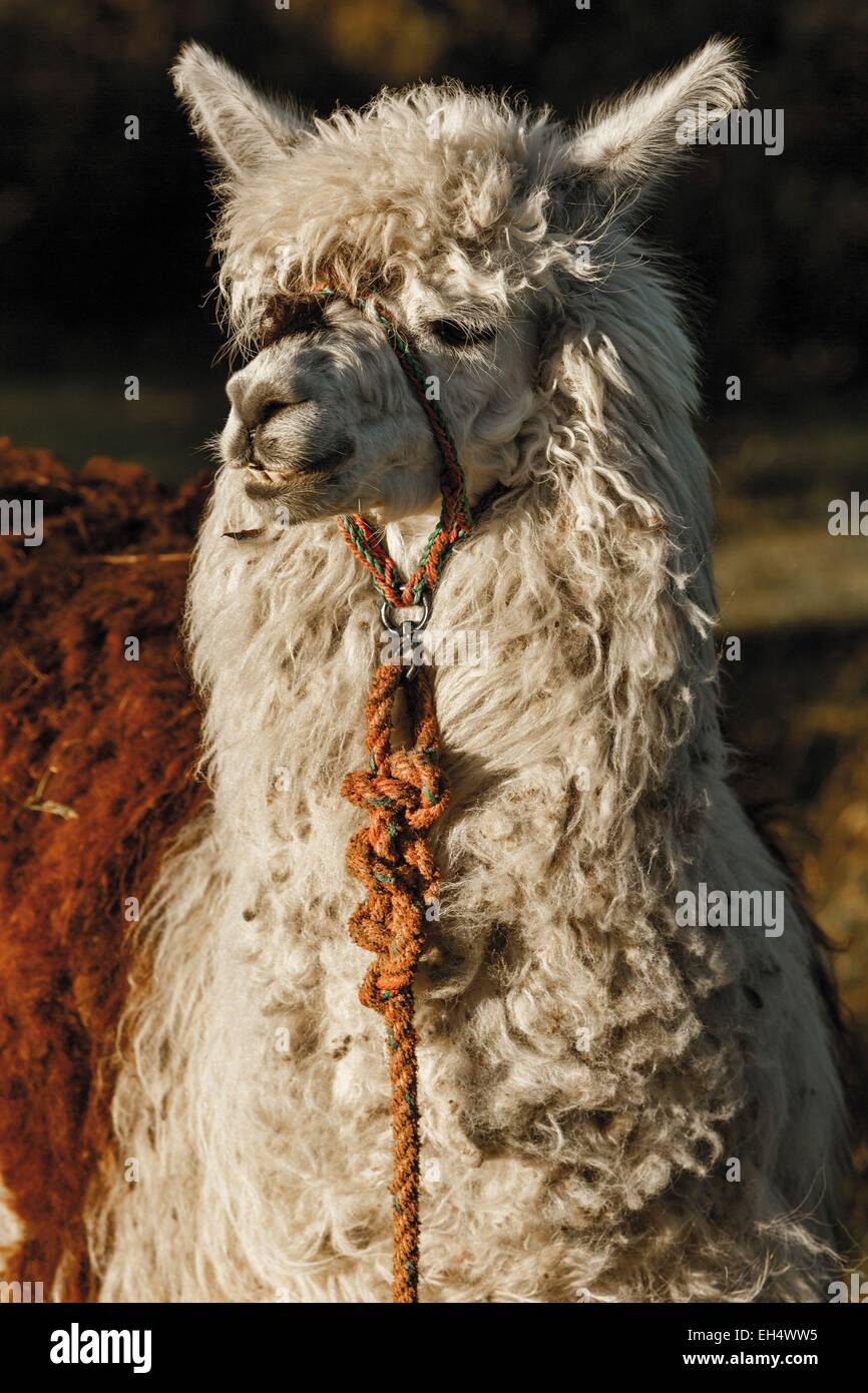 Ecuador, Cotopaxi, Cotopaxi National Park, portrait of a domestic llama ...
