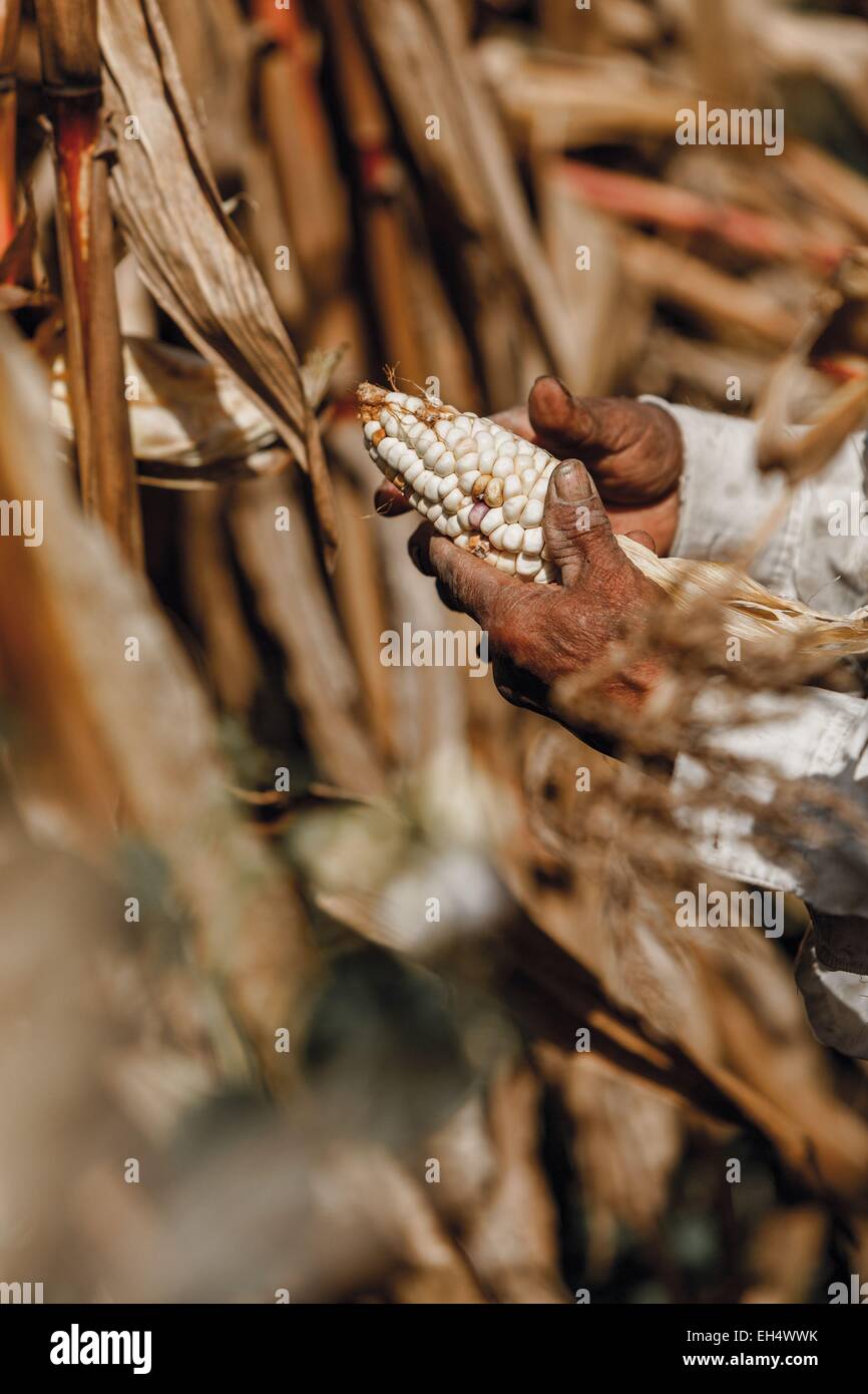 Corn ecuador hi-res stock photography and images - Alamy