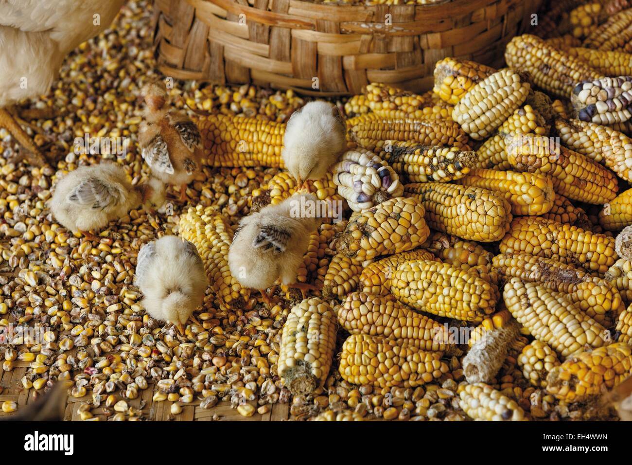 Ecuador, Imbabura, Chilcapamba, chicks pecking corn Stock Photo - Alamy
