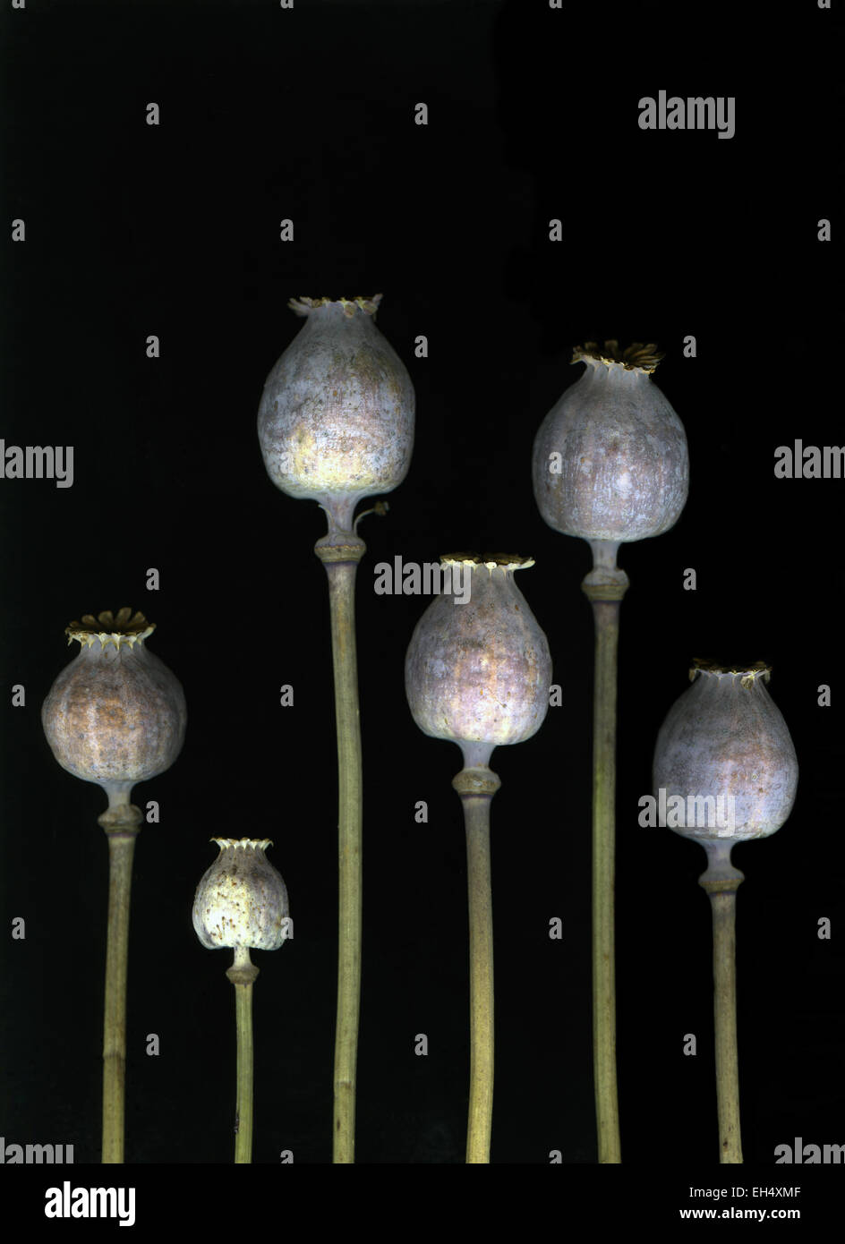 Poppy seed heads isolated on black background Stock Photo - Alamy