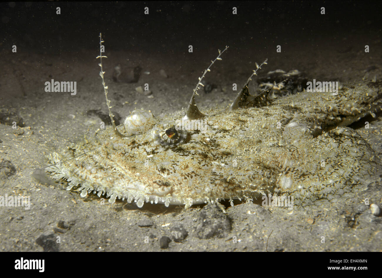 Angler - Lophius piscatorius Stock Photo - Alamy