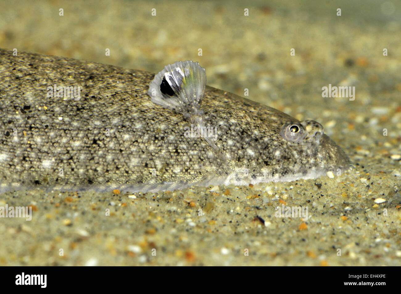 Sand Sole - Pegusa lascaris Stock Photo - Alamy