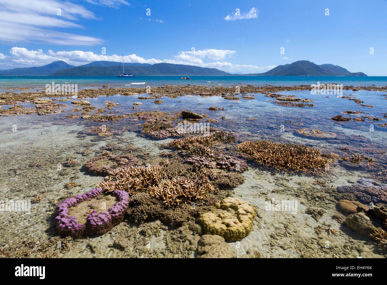 Australia, Queensland, Cairns, Fitzroy Island National Park, Fitzroy ...