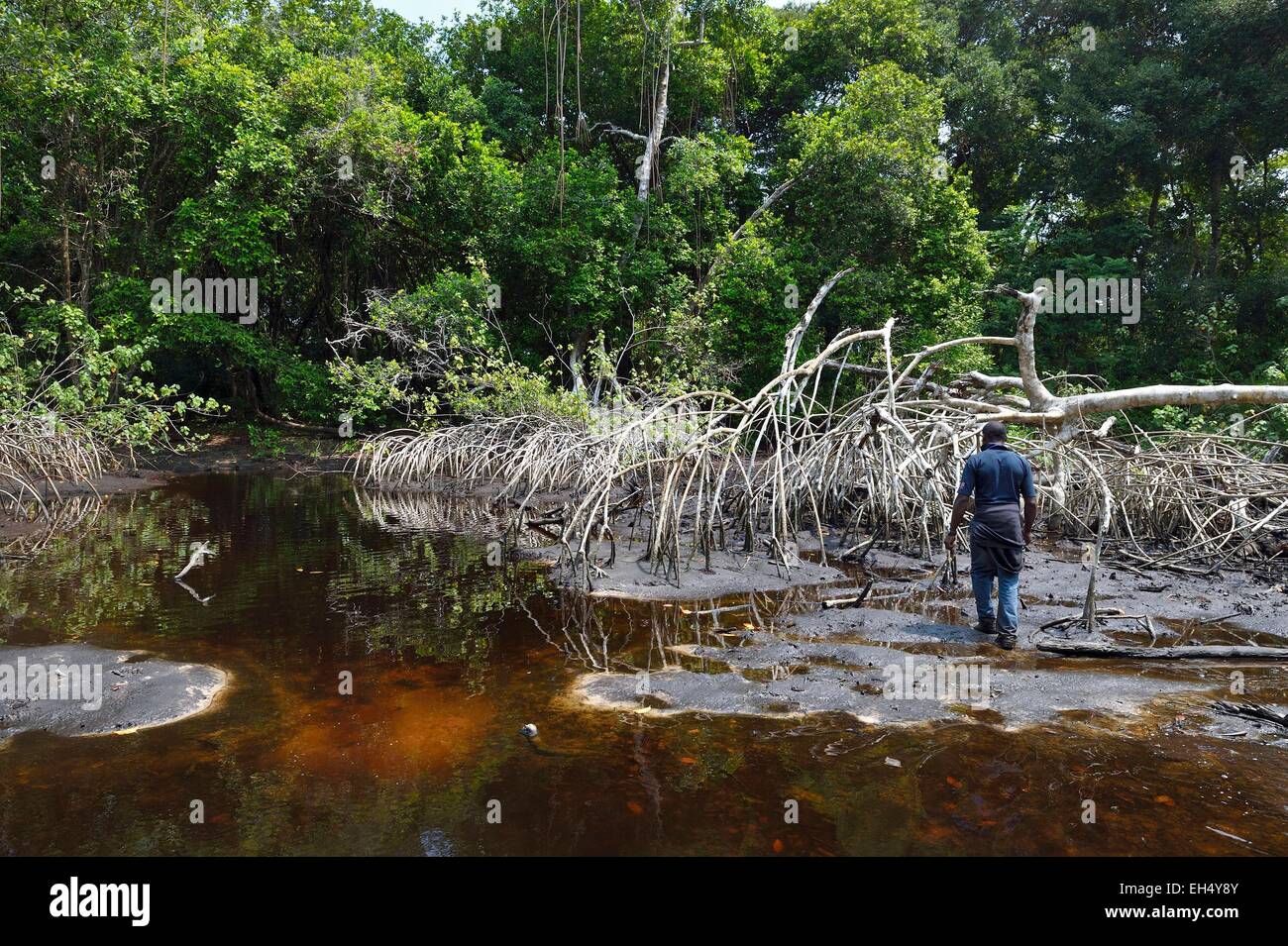 Gabon, Ogooue-Maritime Province, Loango National Park, mangrove swamp ...
