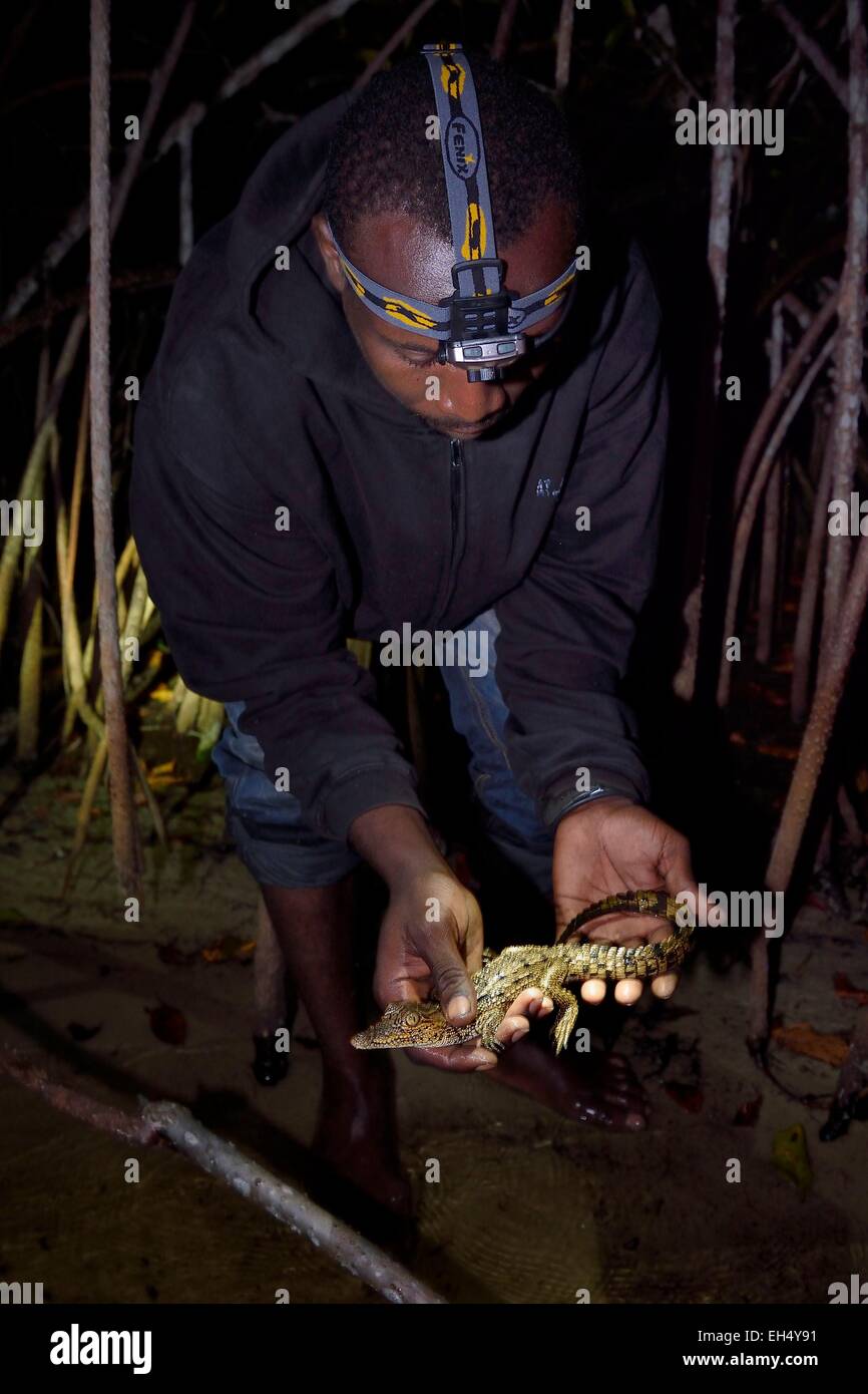 Gabon, Ogooue-Maritime Province, Loango National Park, night ...