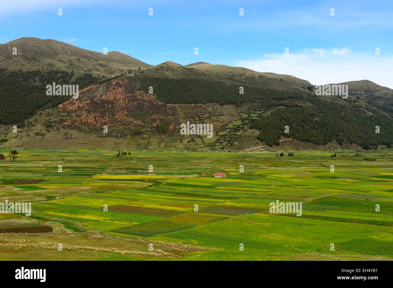Peru, Cuzco region, Acomayo province, 4 lagunas, Pomacanchi lake ...