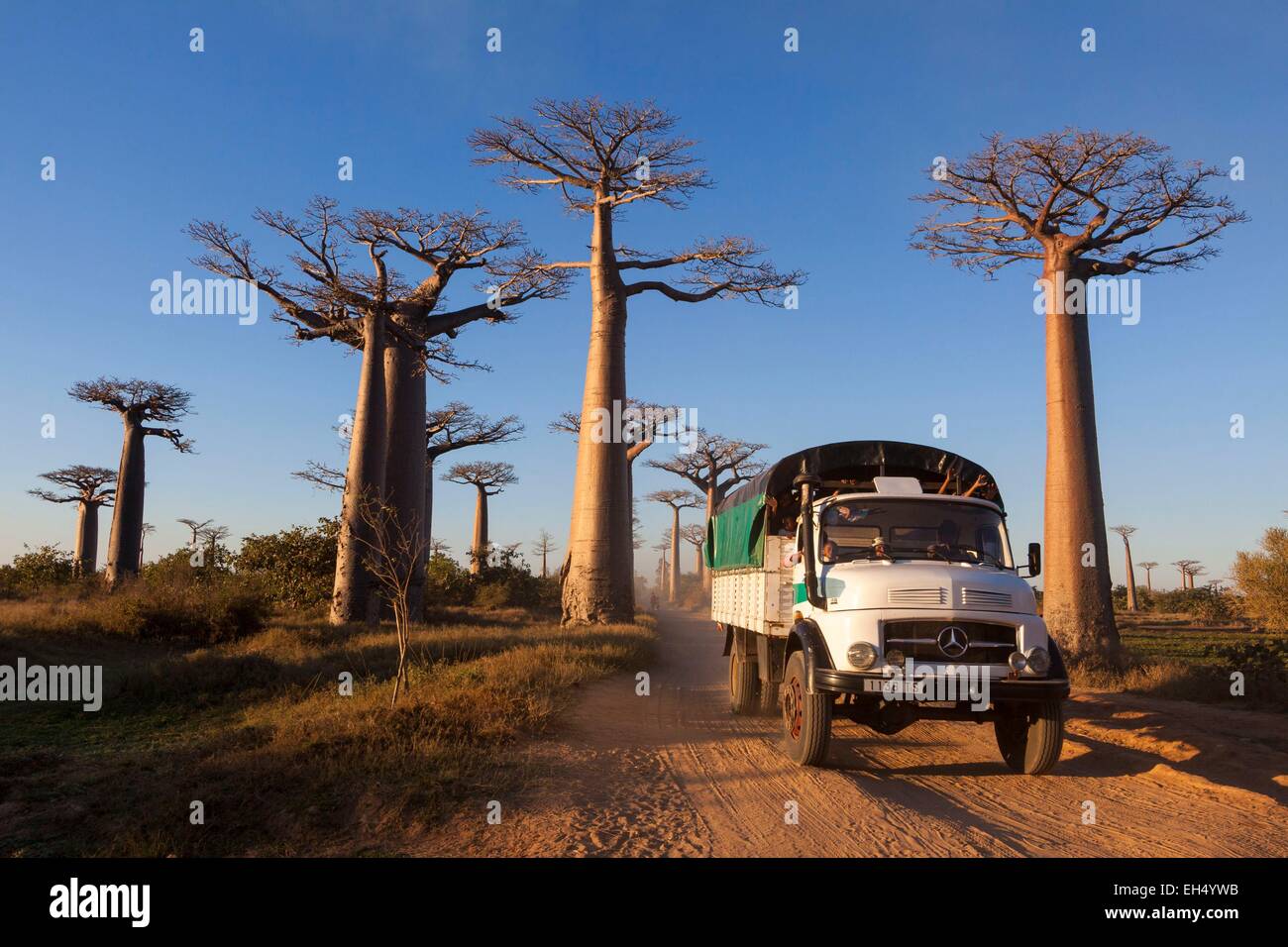 Madagascar, Menabe region, Morondava, truck in the alley of the baobabs ...