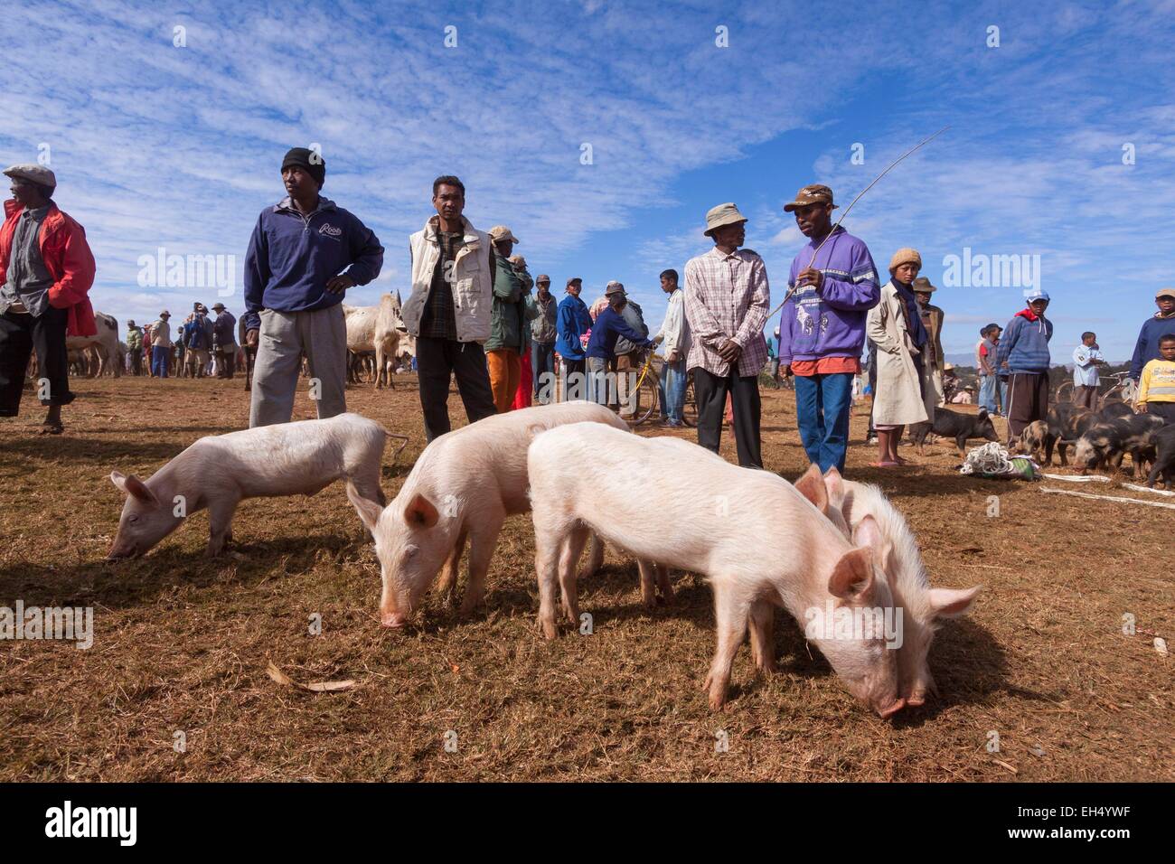 Adult pigs hi-res stock photography and images - Alamy