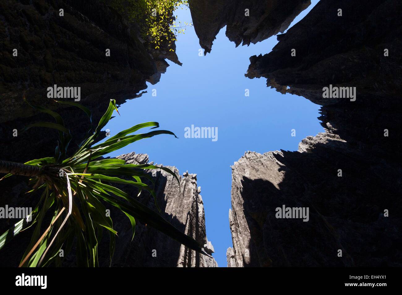 Madagascar, Melaky region, Tsingy de Bemaraha National Park, Tsingy de ...