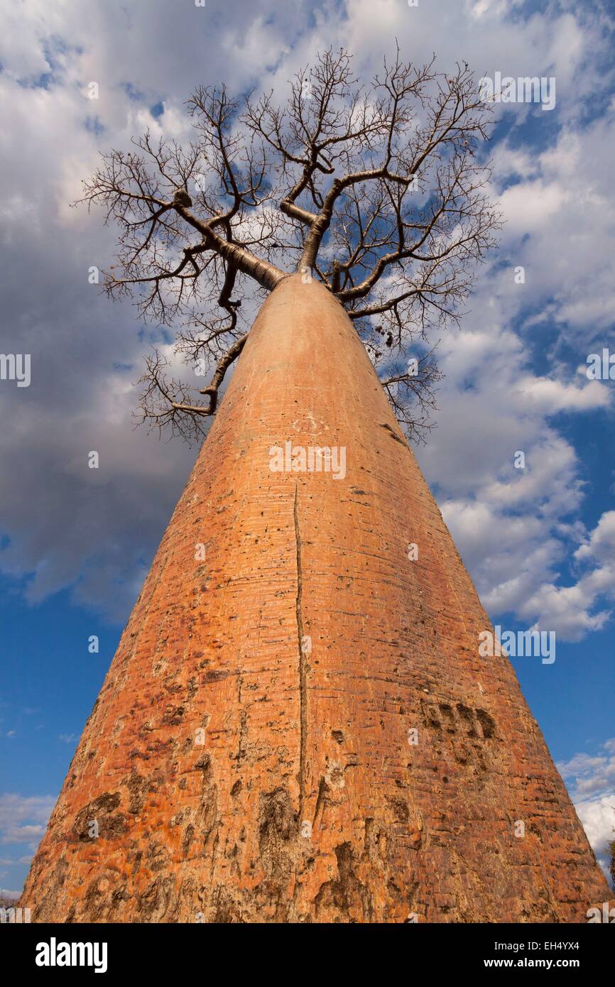 Morondava menabe region madagascar hi-res stock photography and images ...