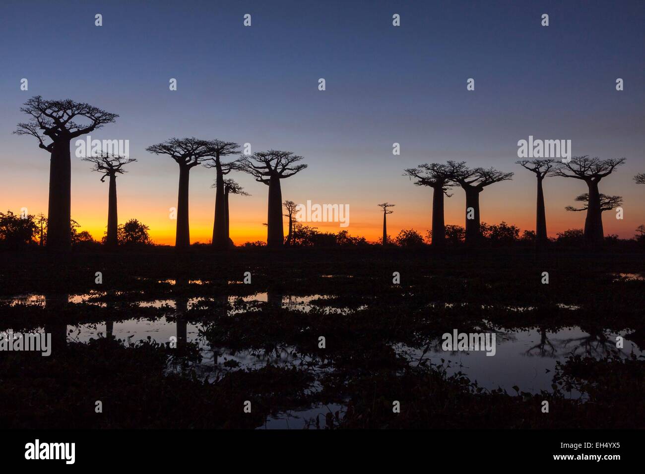 Morondava Menabe Region Madagascar High Resolution Stock Photography ...