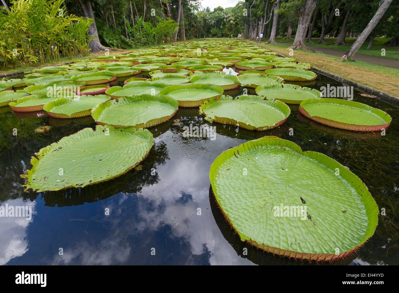 Pamplemousses Botanical Garden High Resolution Stock Photography and ...