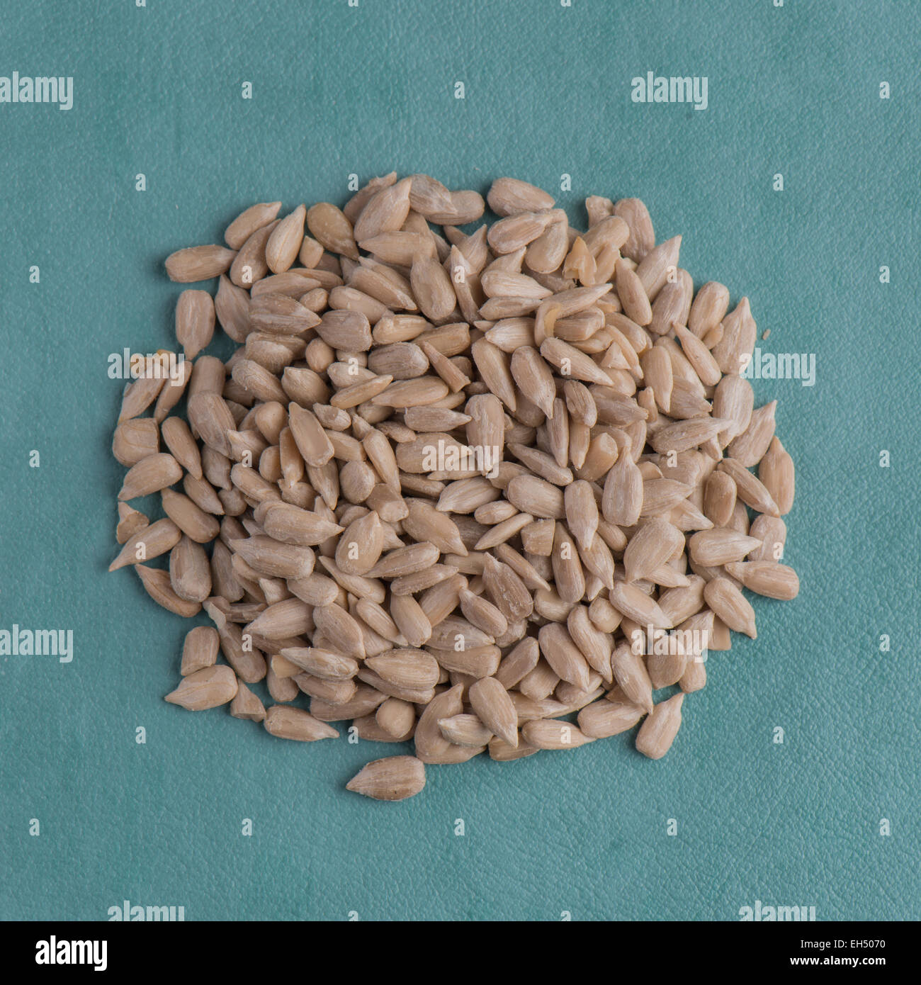 Top view of circle of shelled sunflower seeds against blue vinyl ...