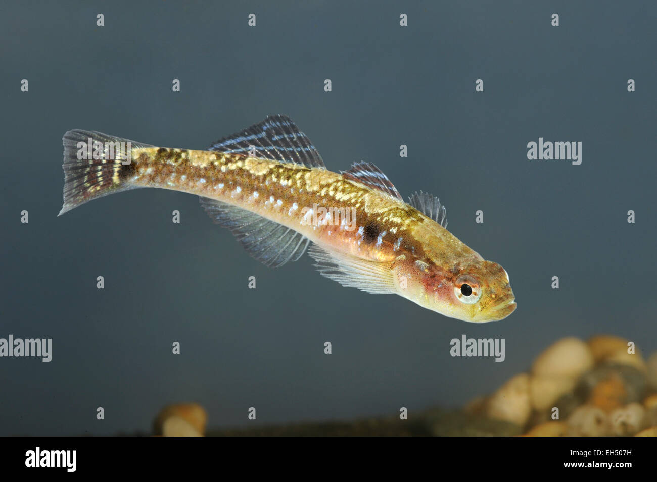 Two-spotted Goby - Gobiusculus flavescens Stock Photo - Alamy