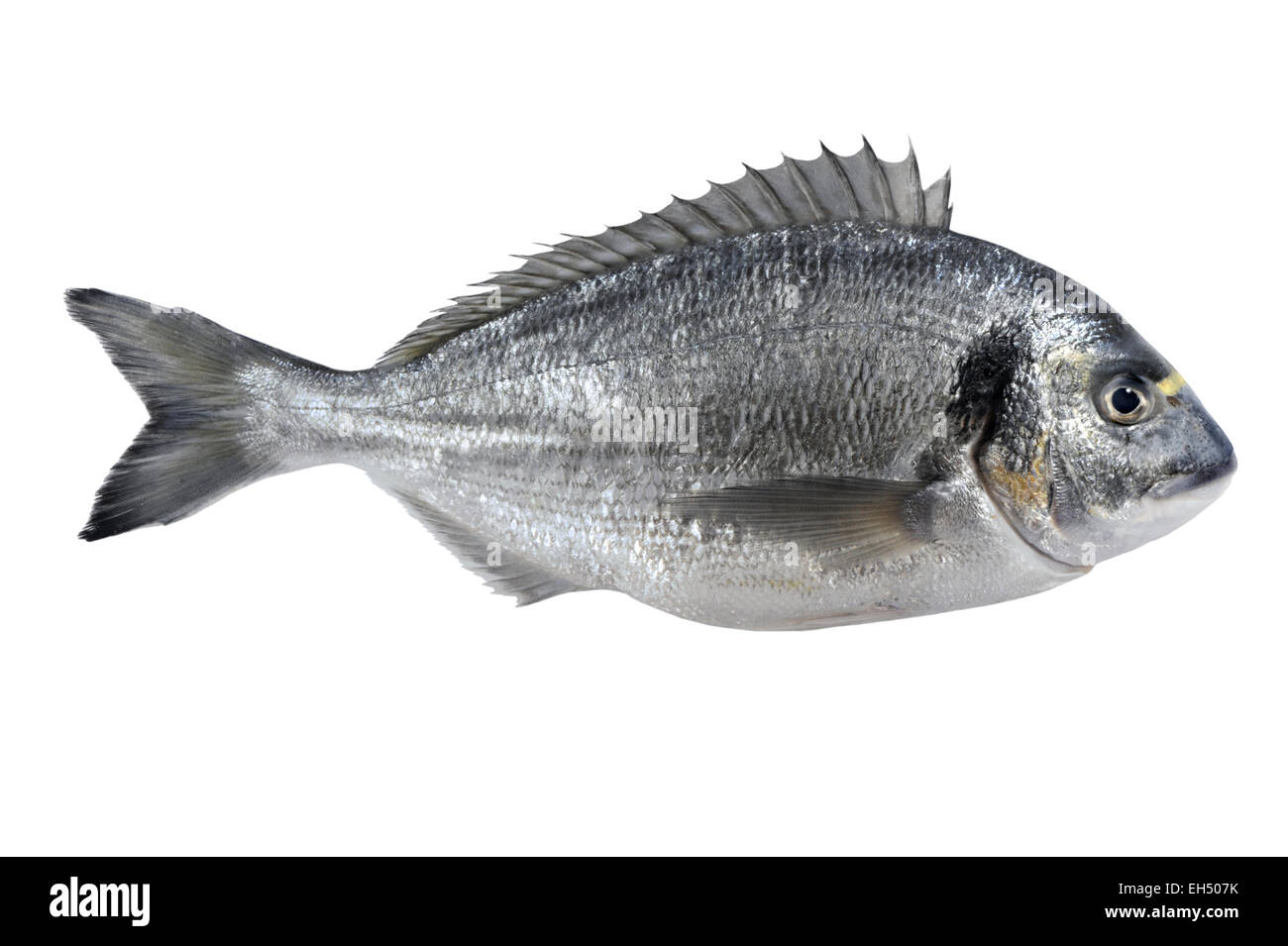 Gilthead - Sparus aurata Stock Photo - Alamy