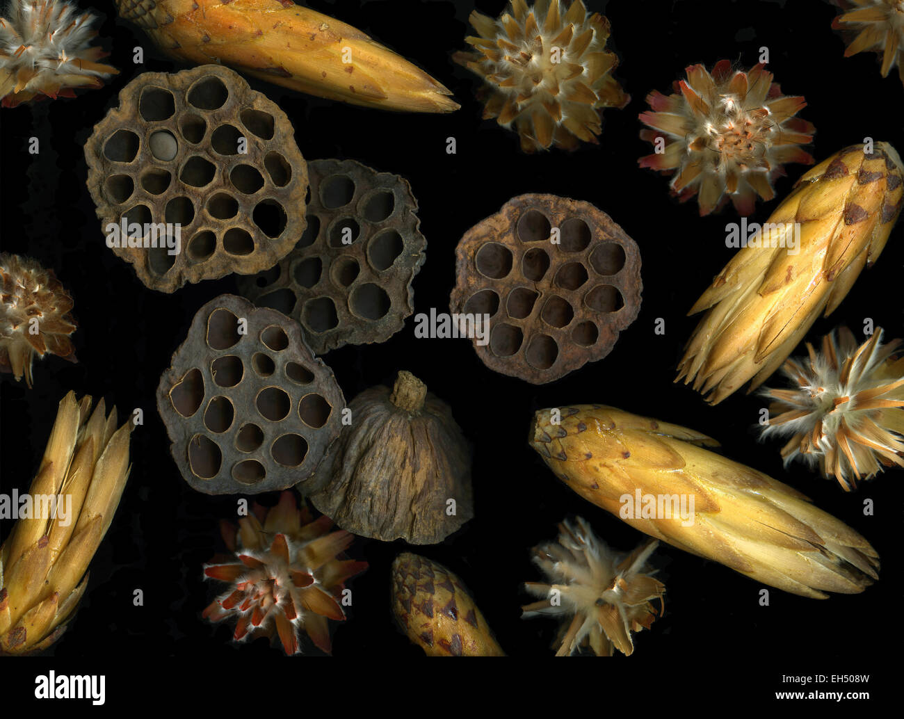 Lotus pods hi-res stock photography and images - Alamy
