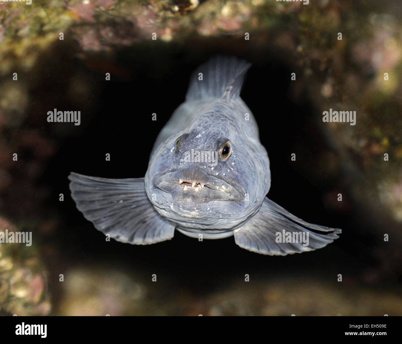 South American Wolf Fish