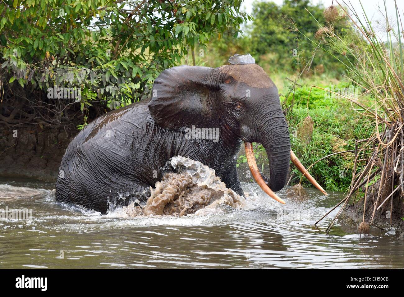 Gabon, Ogooue Maritime Province, Loango National Park, Akaka site in ...