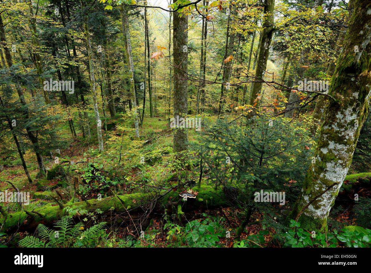 France, Vosges, Ventron, Grand Ventron, Grand Ventron Nature Reserve ...