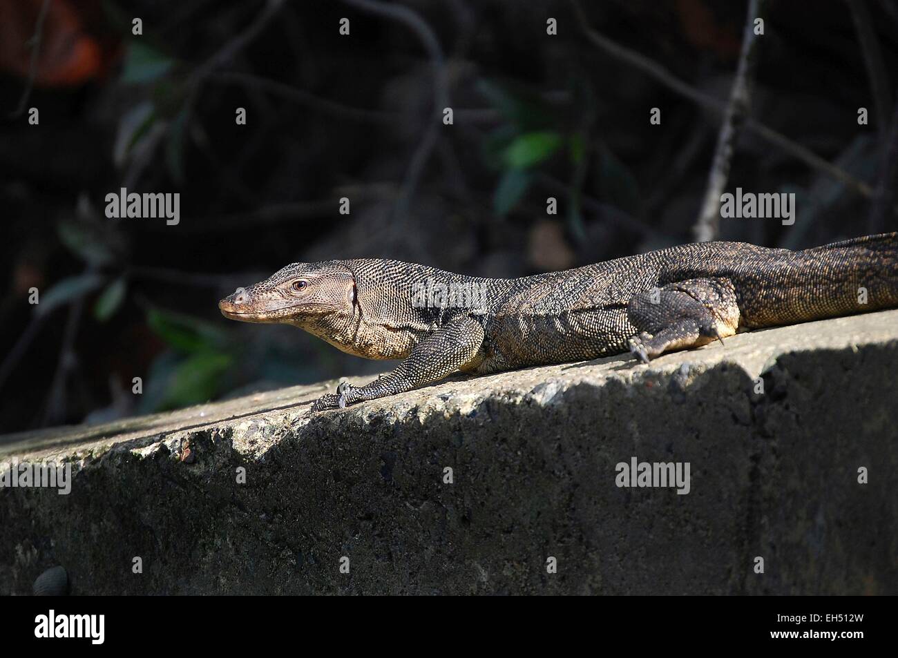 Singapore, Sungei Buloh Wetland Reserve, Malayan water monitor lizard ...