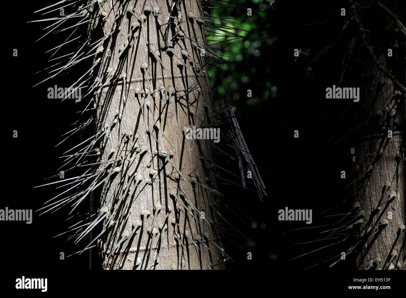 Malaysia, Borneo, Sarawak, Bako National Park, tree trunk with thorns ...
