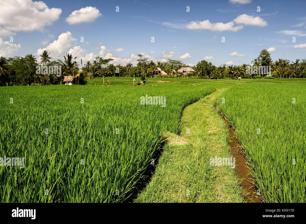 Indonesia, Nusa Tenggara, Bali, Ubud, rice fields Stock Photo - Alamy