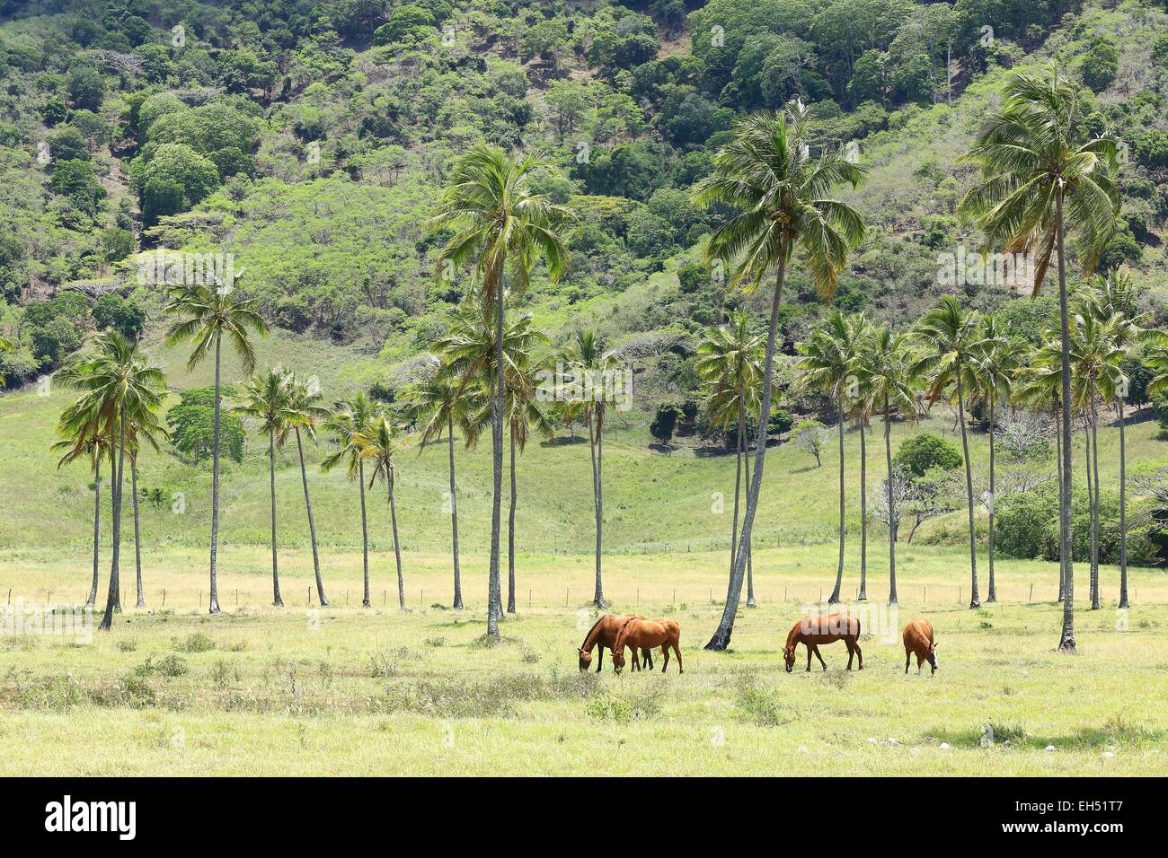 France, New Caledonia, Grande-Terre, Southern Province, Bourail about ...