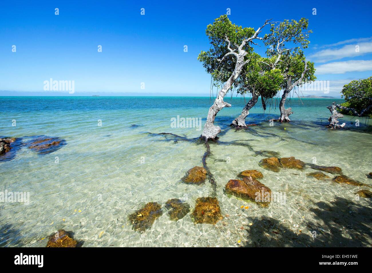 Foa hi-res stock photography and images - Alamy