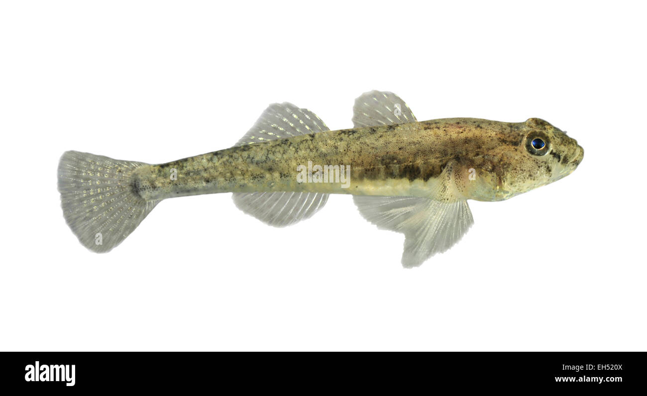 Common Goby - Pomatoschistus microps Stock Photo - Alamy