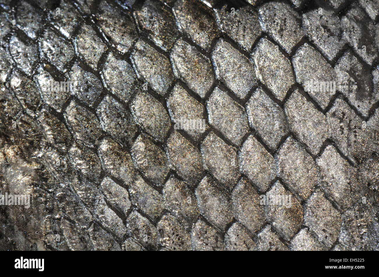 Rays bream brama brama fish hi-res stock photography and images - Alamy