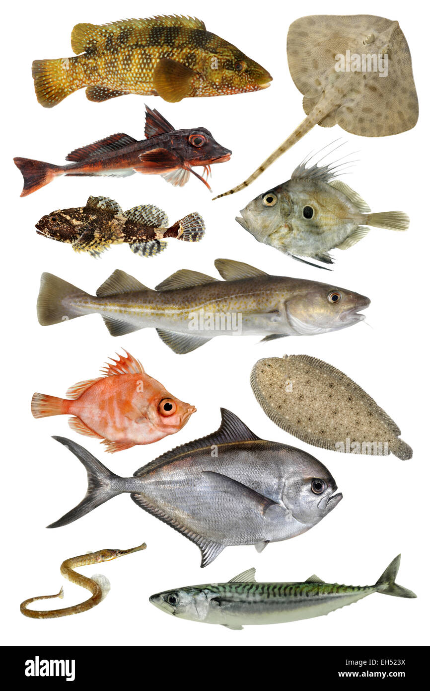 Montage of common British inshore fish Stock Photo - Alamy