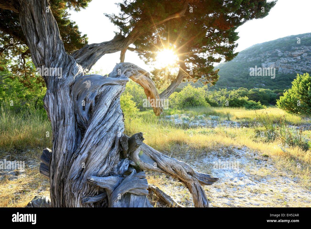Juniper common hi-res stock photography and images - Alamy
