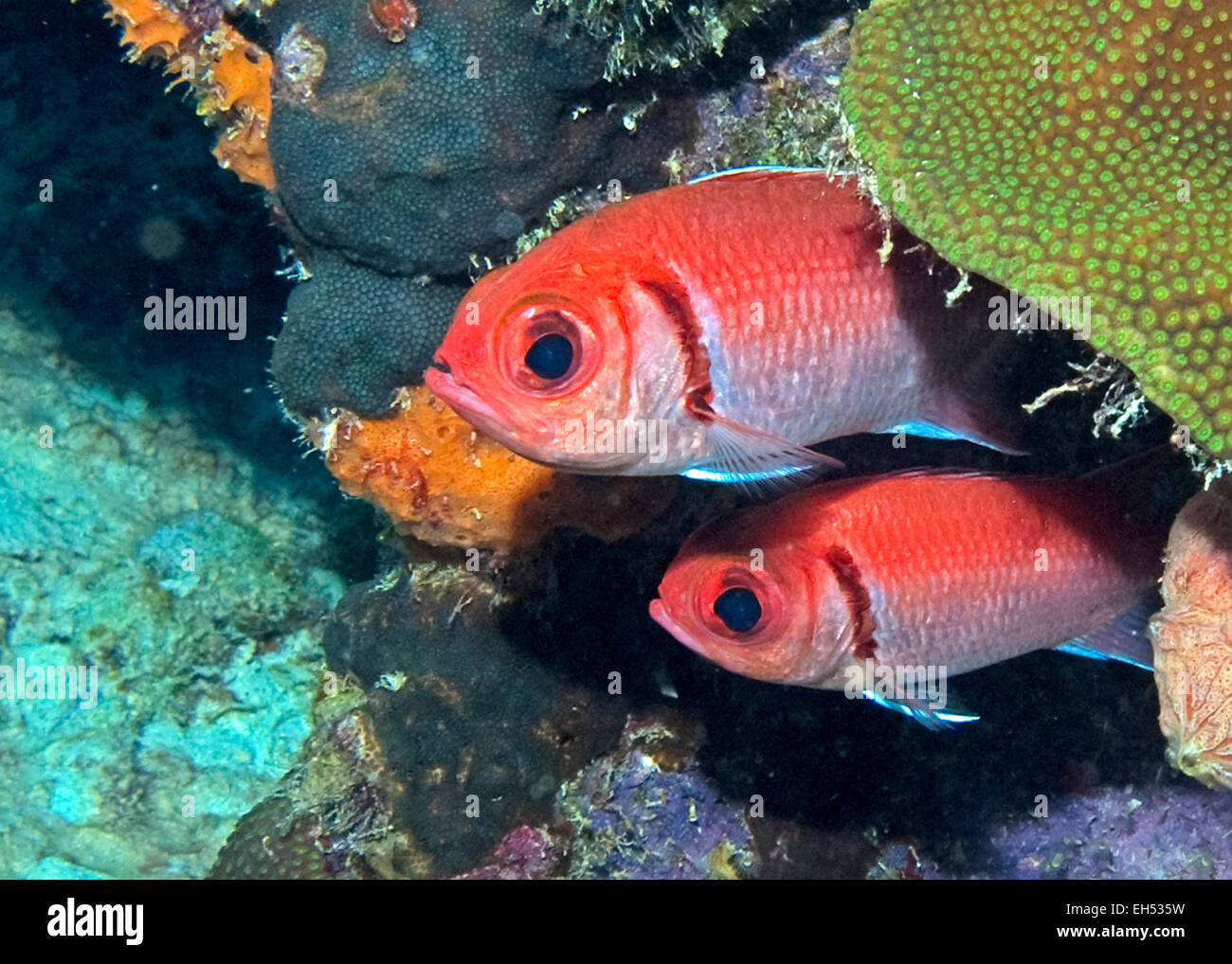 Blackbar Soldierfish - Myripristis jacobus Stock Photo - Alamy