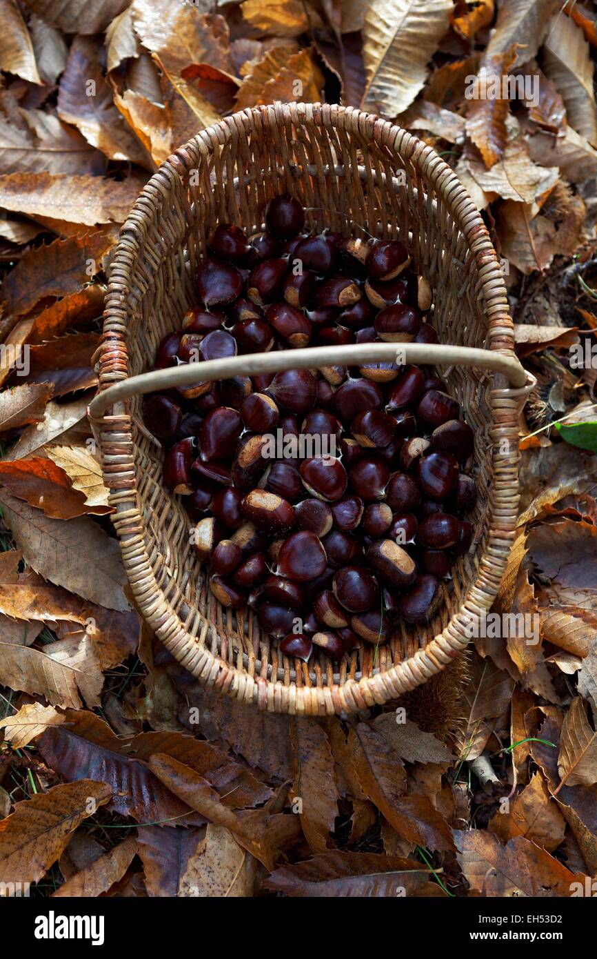 Becs hi-res stock photography and images - Alamy