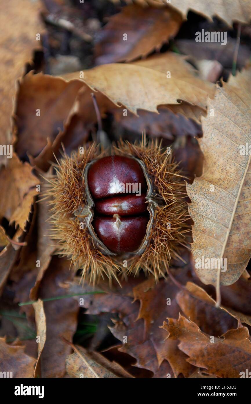 Becs hi-res stock photography and images - Alamy