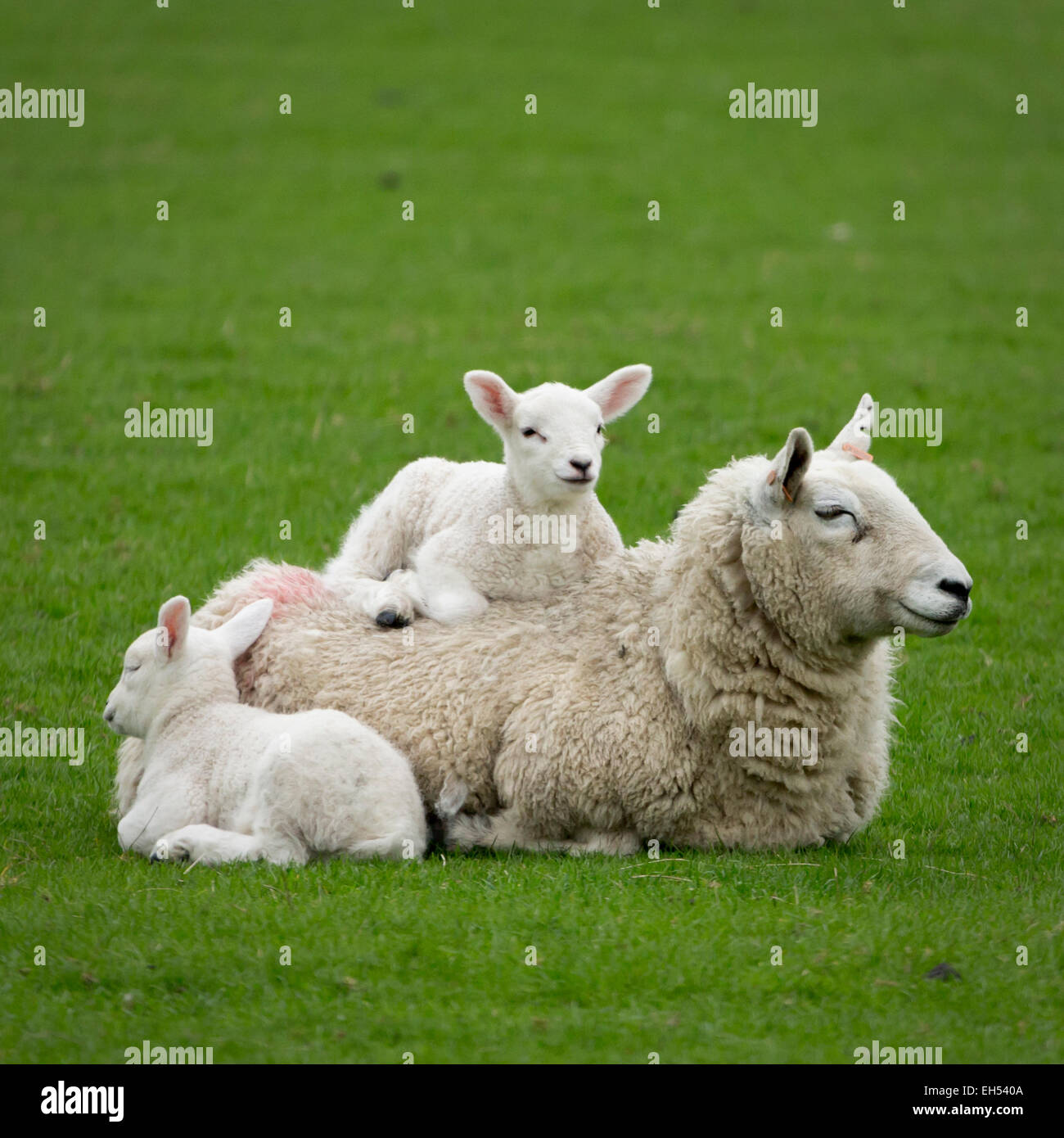 Sheep square hi-res stock photography and images - Alamy